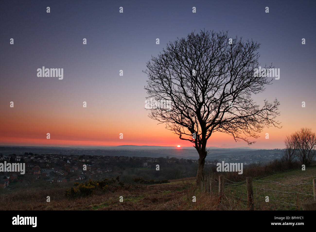 Ash tree silhouette hi-res stock photography and images - Alamy