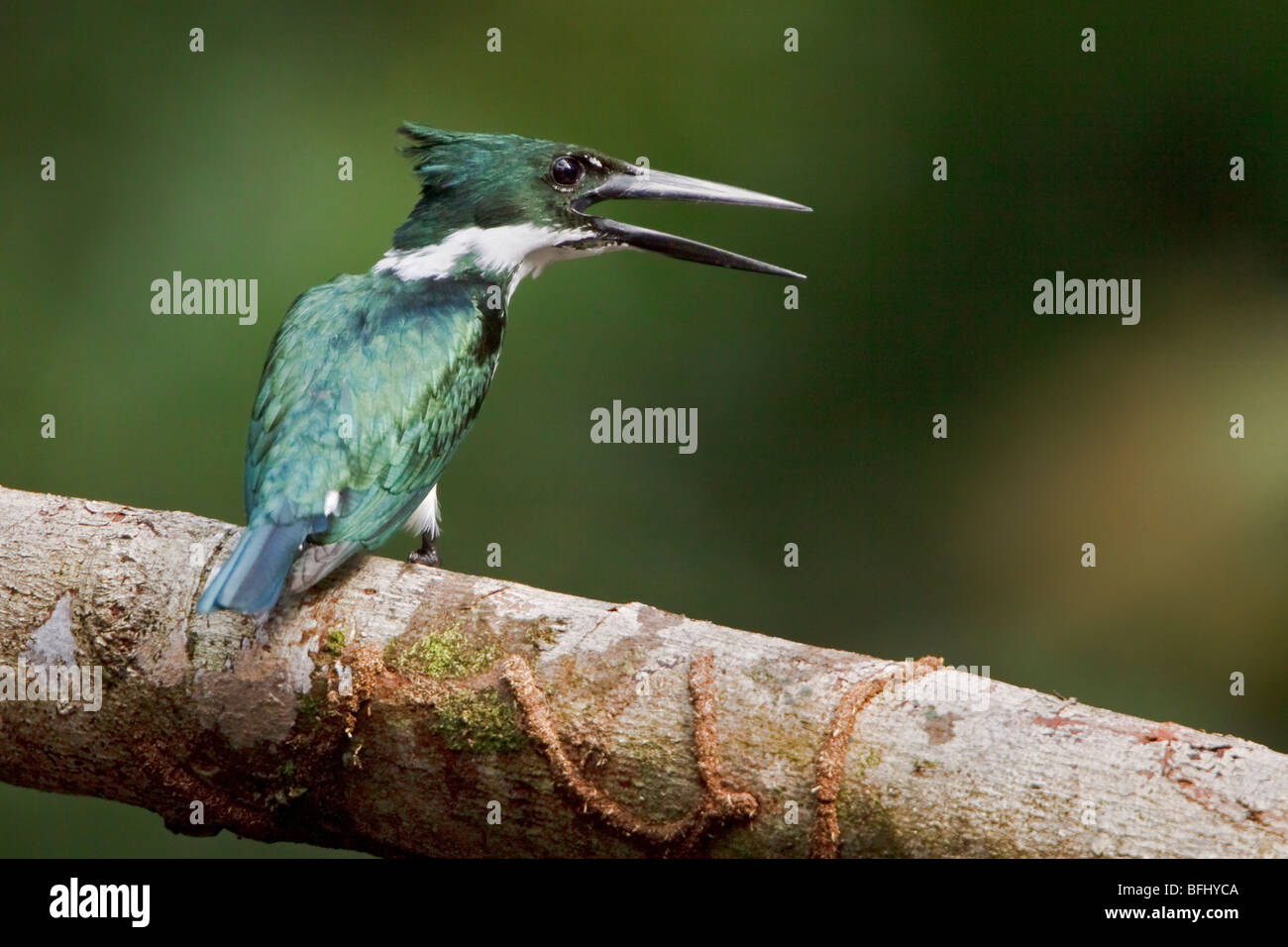 Amazon Kingfisher (Chloroceryle amazona) perched on a branch near the ...