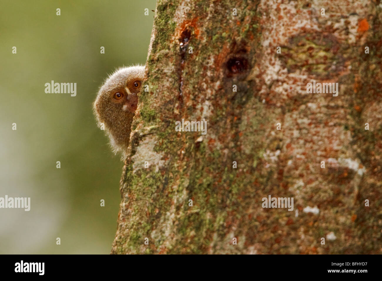 A Monkey perched in a tree in Amazonian Ecuador Stock Photo - Alamy