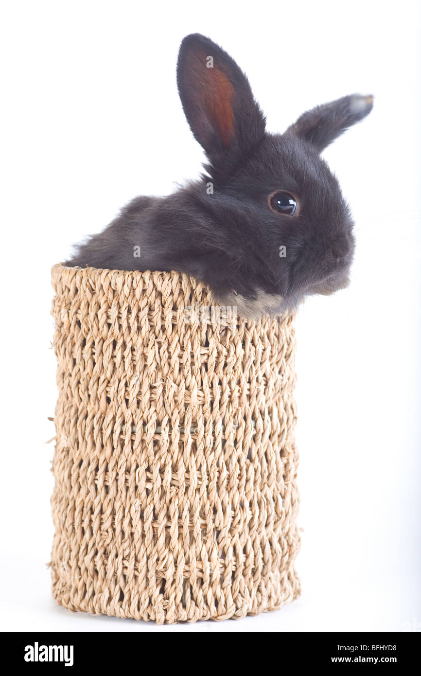 Black rabbit hi-res stock photography and images - Alamy