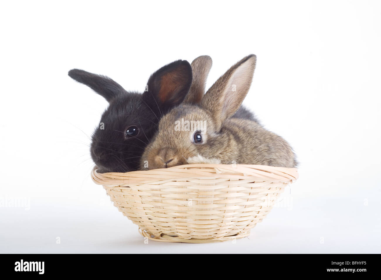 two cute rabbits in the basket, isolated on white Stock Photo - Alamy