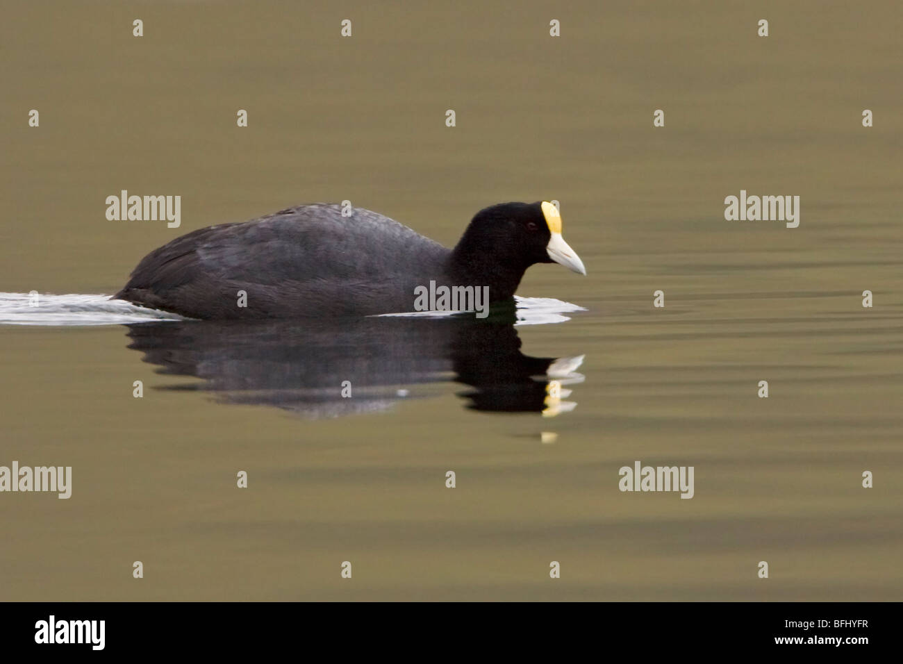 Andean coot fulica rdesiaca hi-res stock photography and images - Alamy