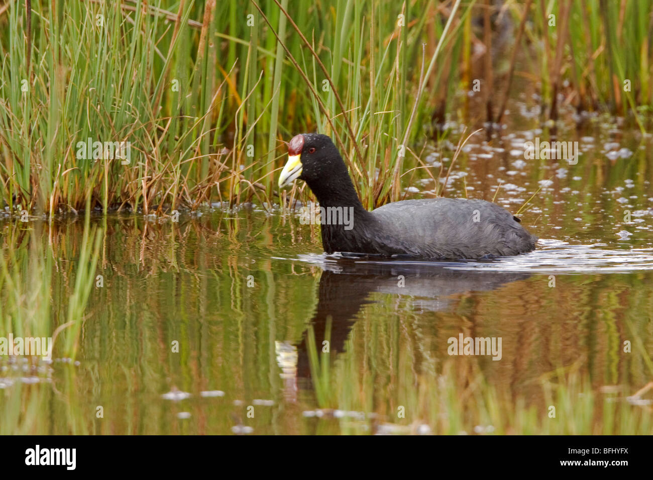 Andean Coot (Fulica rdesiaca) swimming in a lake in the highlands of ...