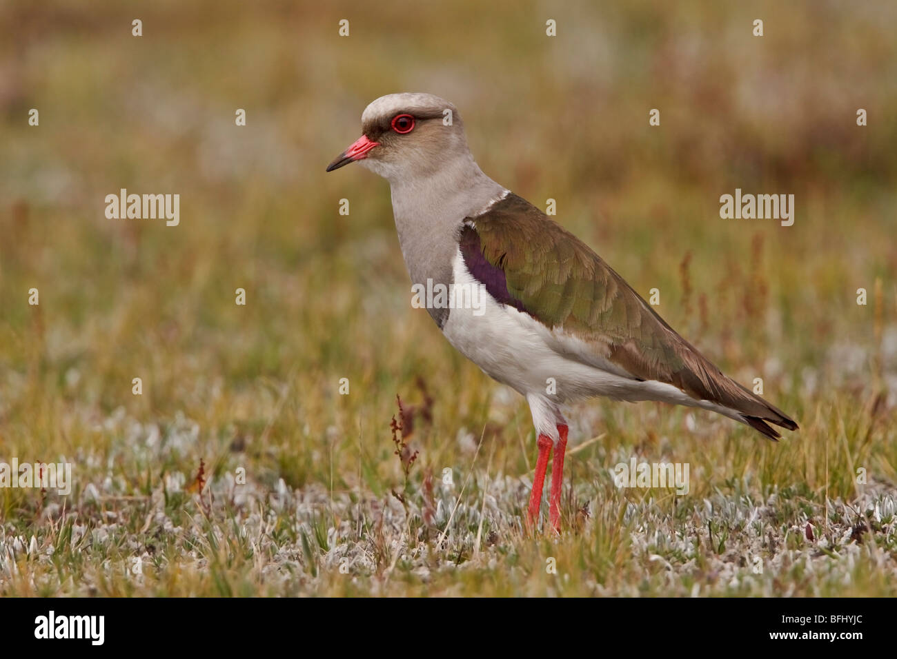 Andean Lapwing (Vanellus resplendens) perched on paramo vegetation in ...