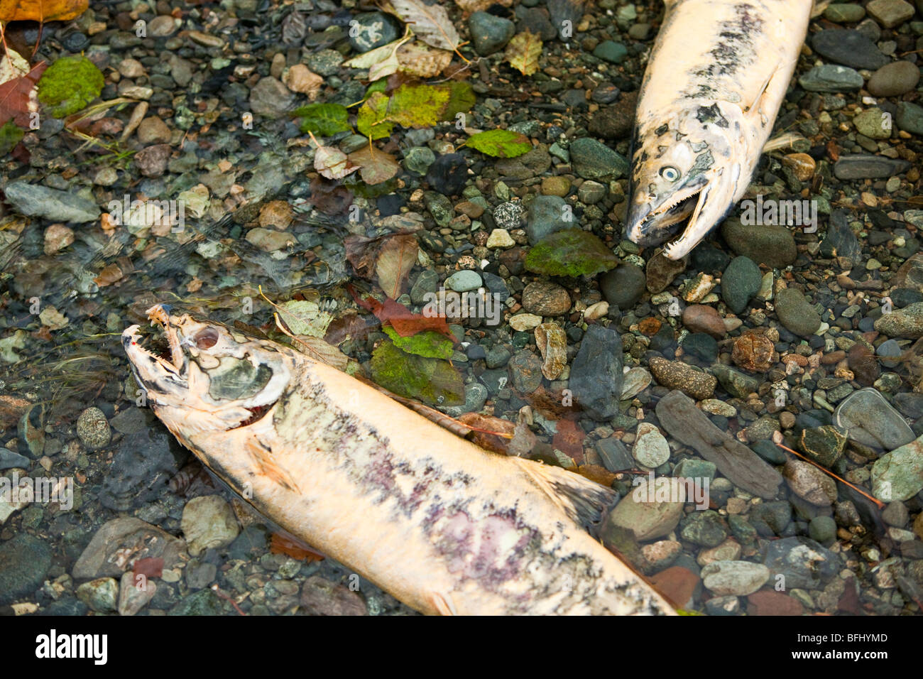 Coho salmon life cycle hi-res stock photography and images - Alamy