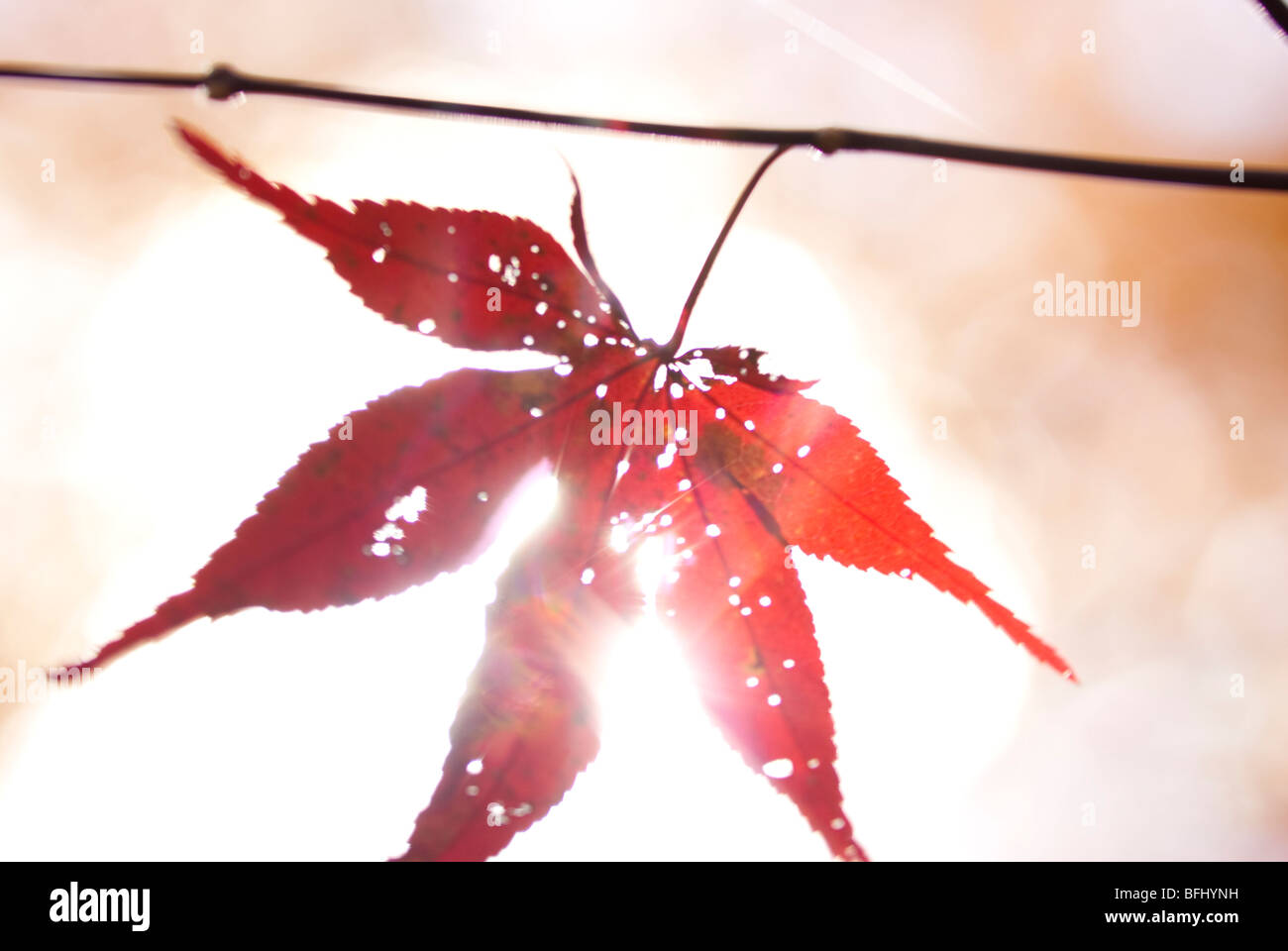 Japanese maple leaf hi-res stock photography and images - Alamy