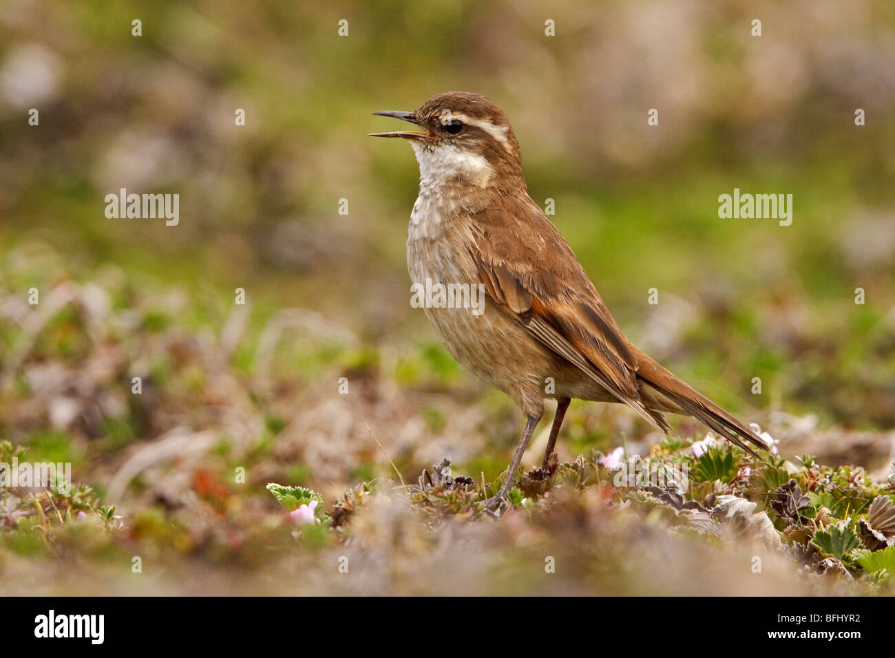 Bar-winged Cinclodes (Cinclodes fuscus) perched on paramo vegetation in ...