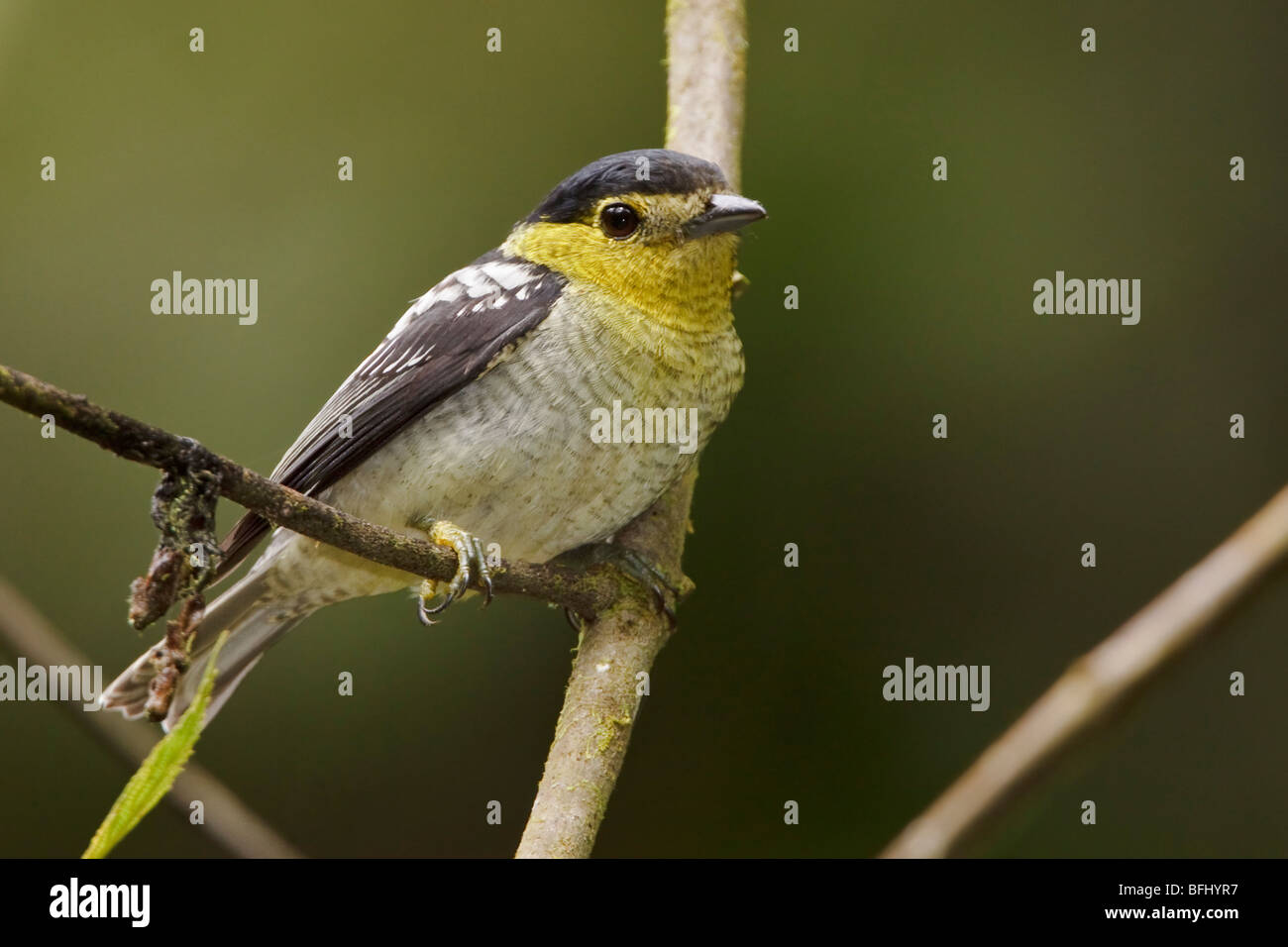 Barred becard hi-res stock photography and images - Alamy