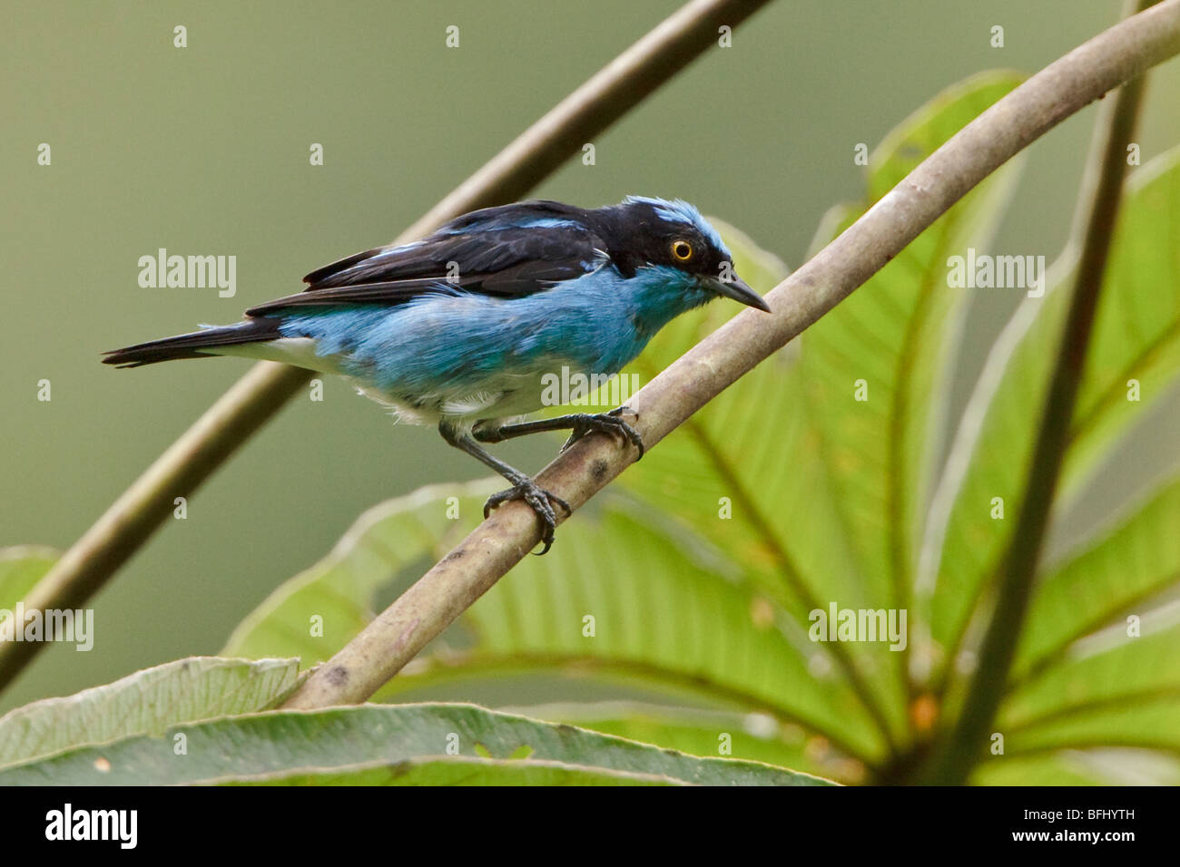 Black faced dacnis hi-res stock photography and images - Alamy