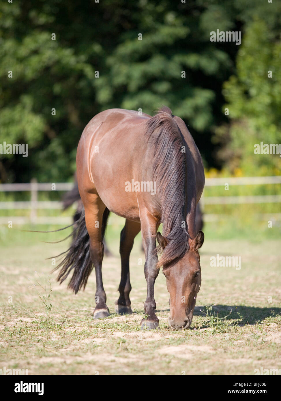 brown horse in the farm Stock Photo - Alamy