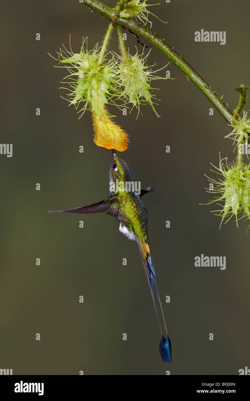 Booted racket tail hummingbird hi-res stock photography and images - Alamy