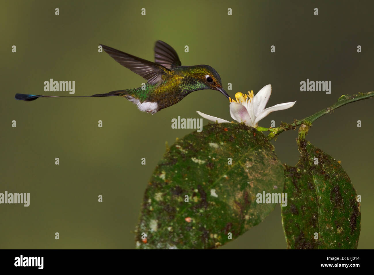 Booted Racket-tail hummingbird (Ocreatus underwoodii) feeding at a ...