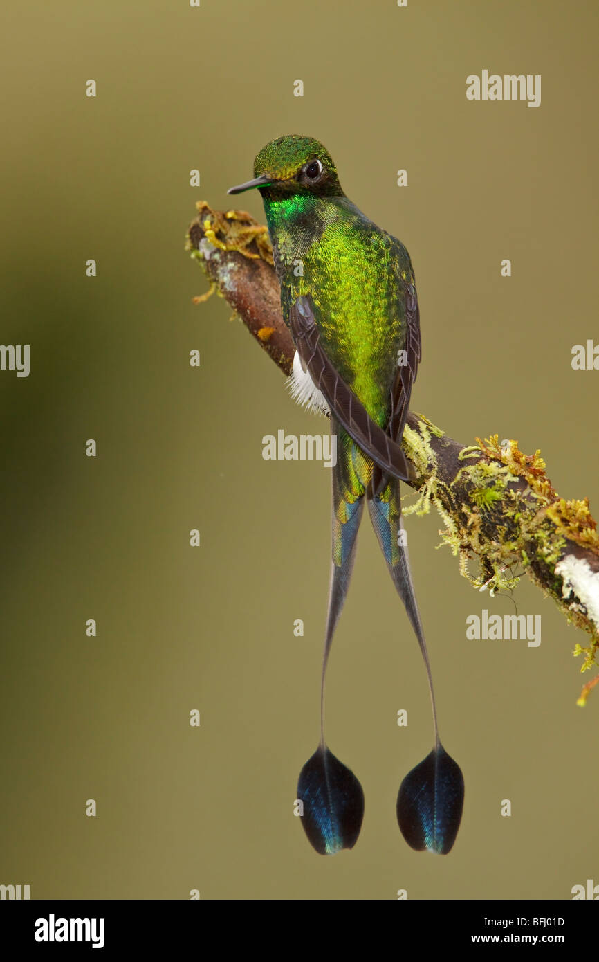 Booted racket tail hummingbird hi-res stock photography and images - Alamy