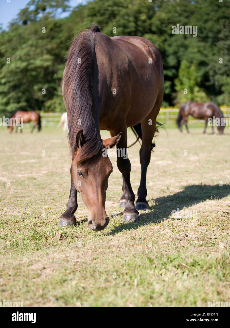 brown horse in the farm Stock Photo - Alamy