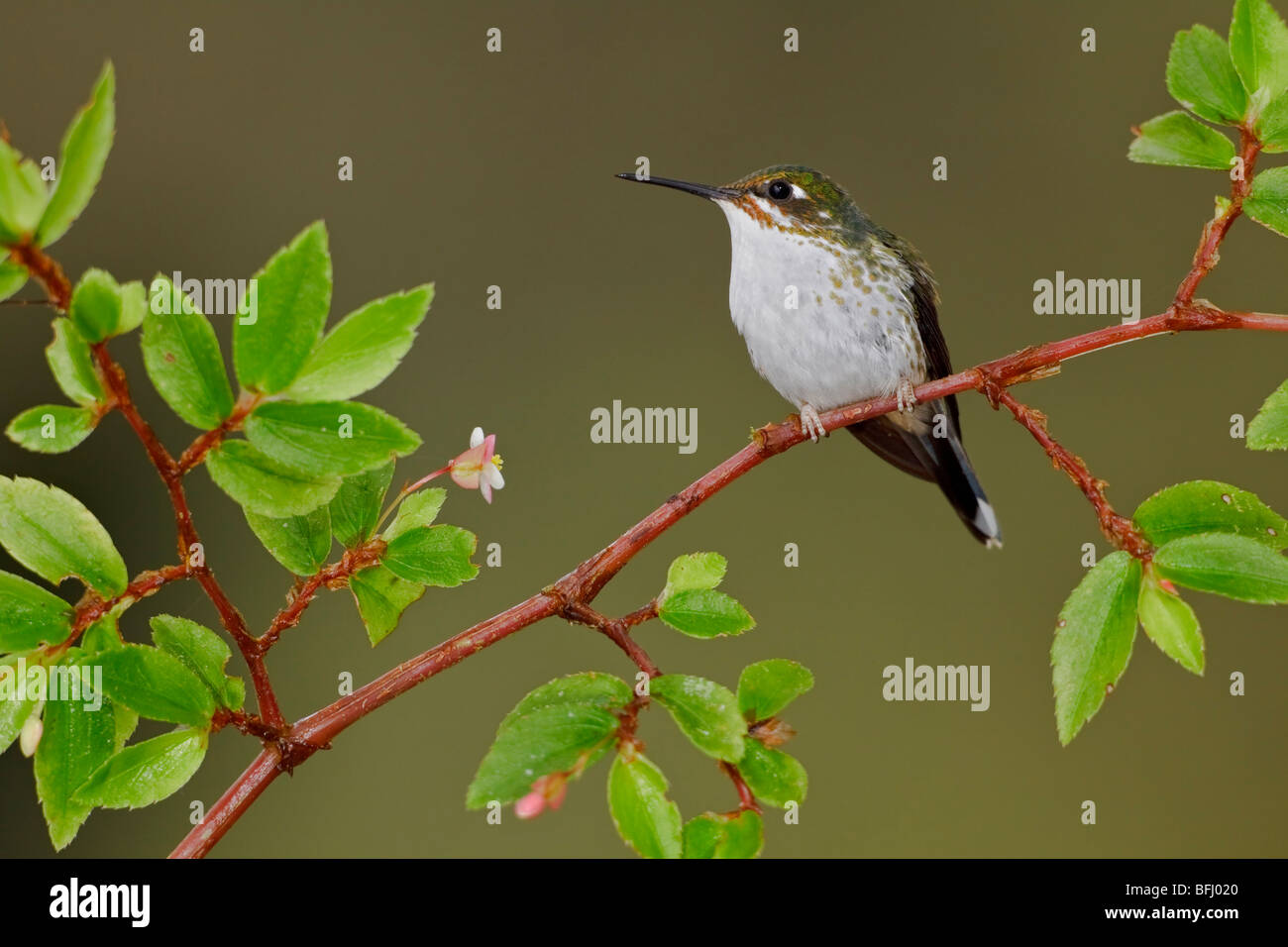 A Booted Racket-tail hummingbird (Ocreatus underwoodii) perched on a ...