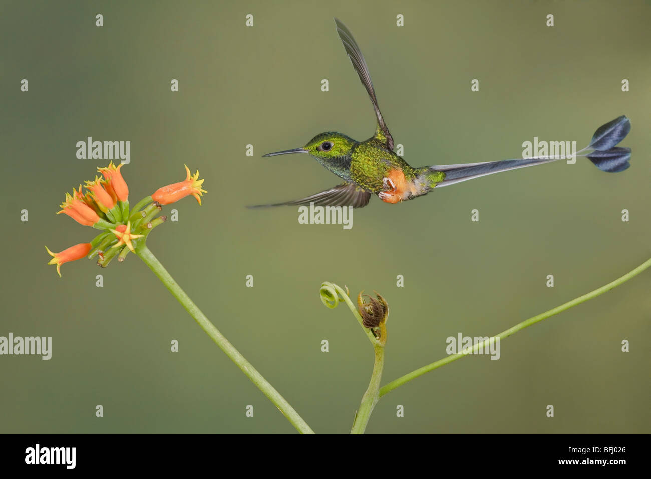 Booted Racket-tail hummingbird (Ocreatus underwoodii) feeding at a ...
