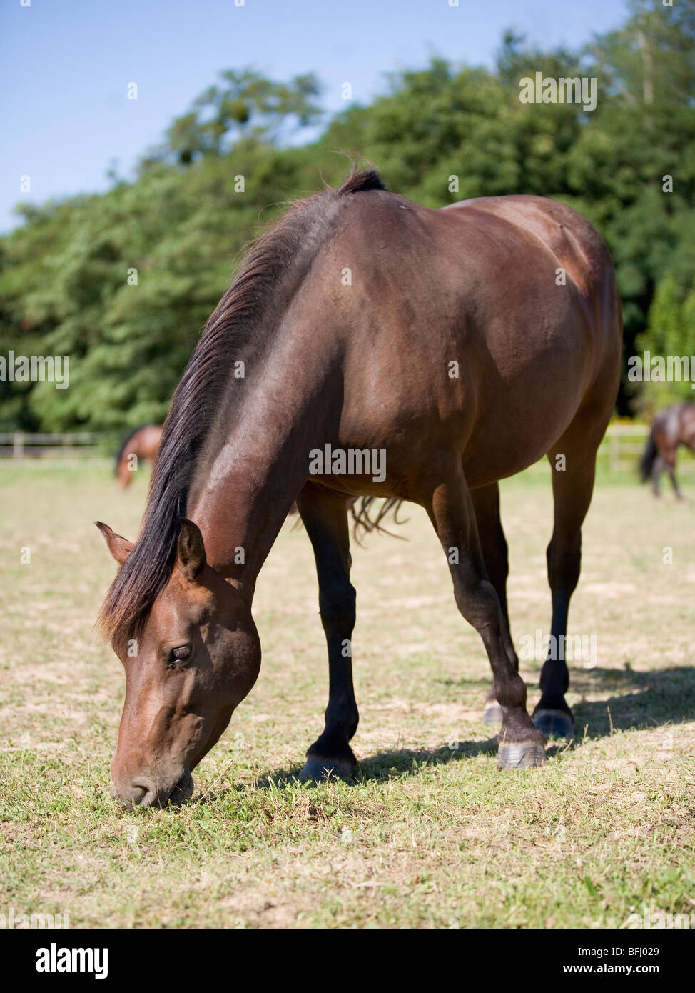 brown horse in the farm Stock Photo - Alamy