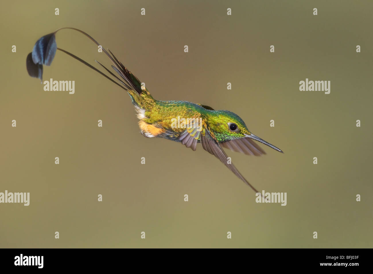 Booted Racket-tail hummingbird (Ocreatus underwoodii) feeding at a ...