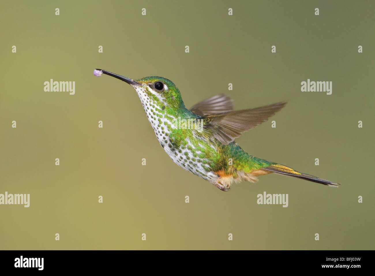 Booted racket tail hummingbird hi-res stock photography and images - Alamy