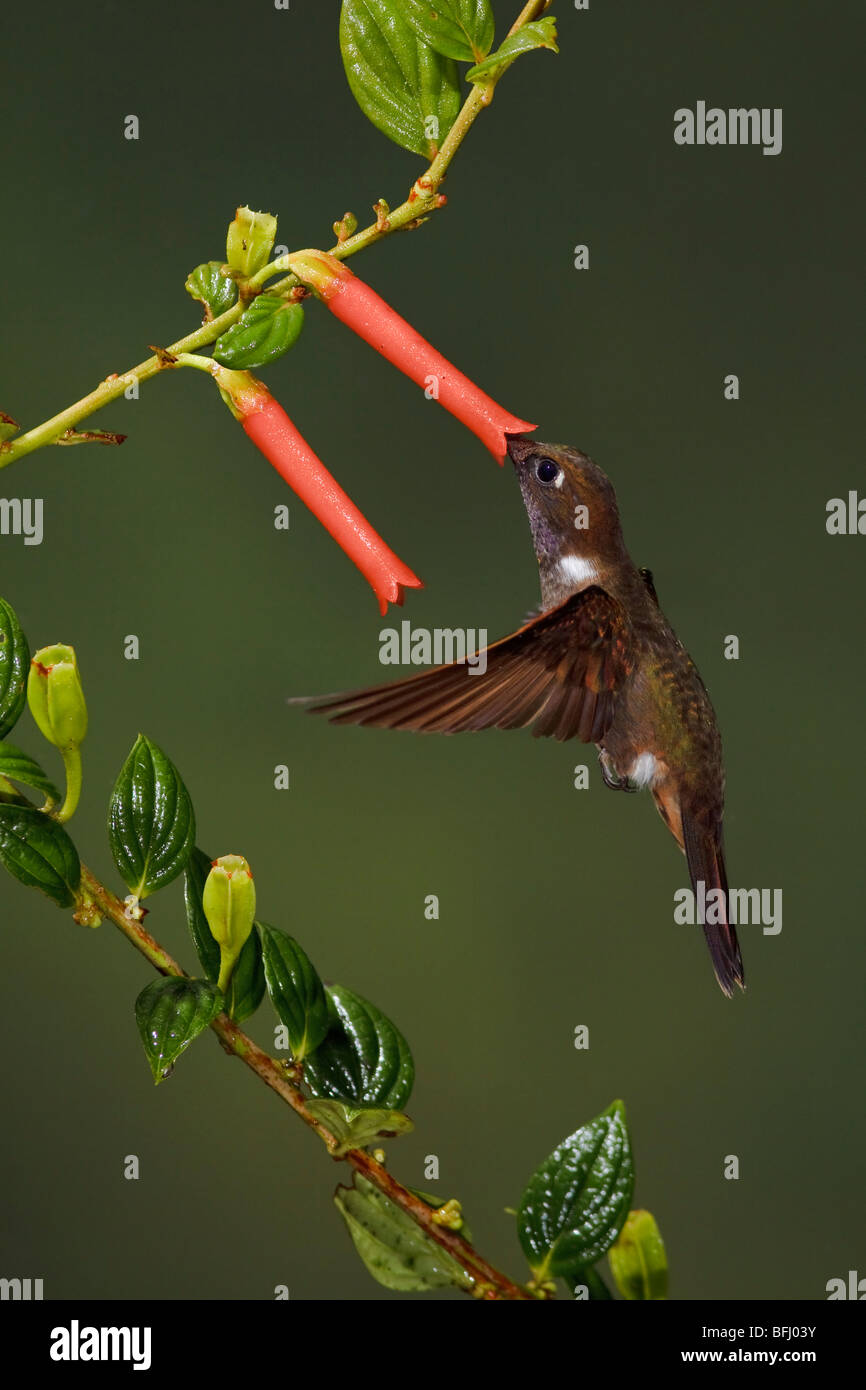 A Brown Inca hummingbird (Coeligena wilsoni) feeding at a flower while ...