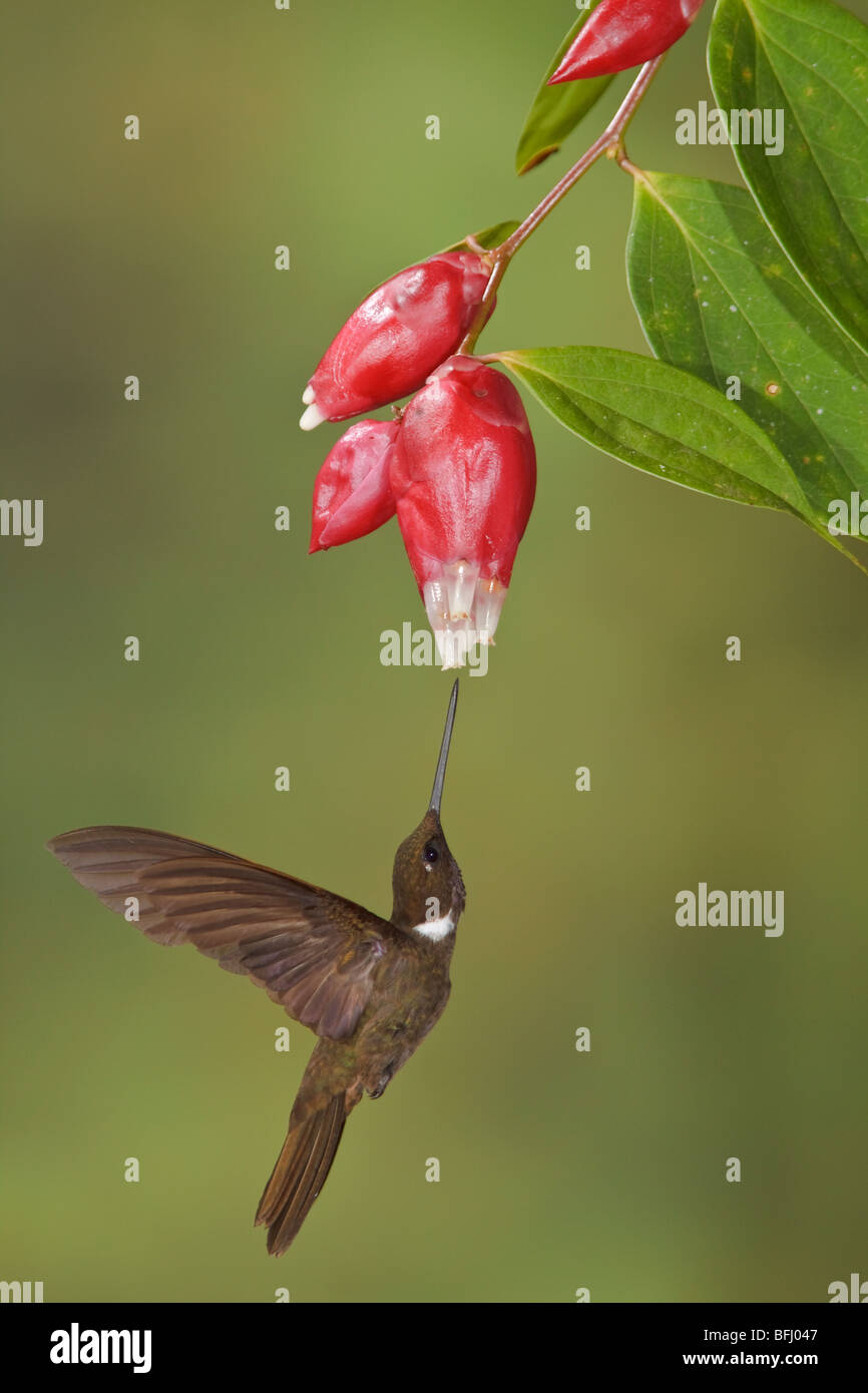 Brown inca hi-res stock photography and images - Alamy