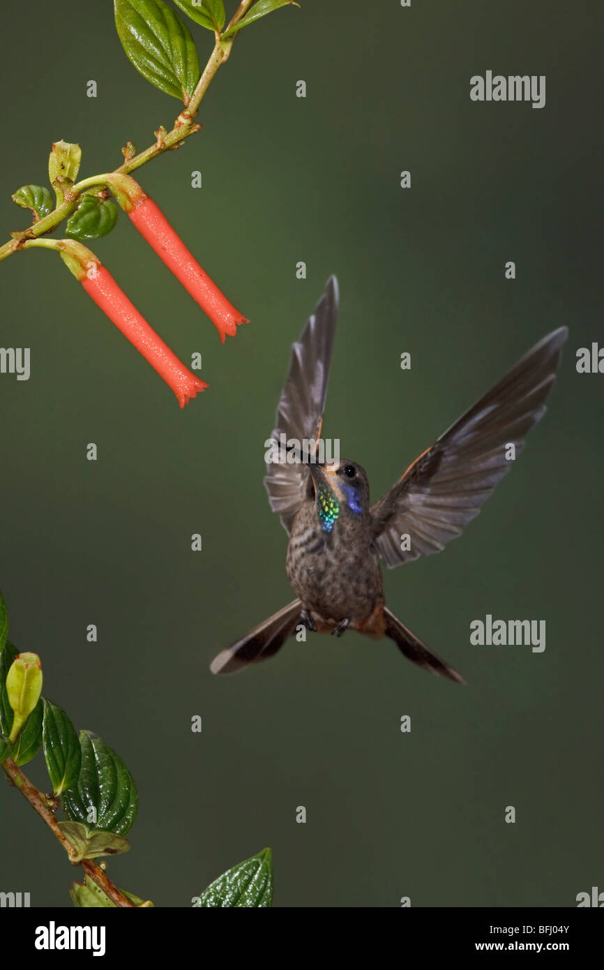 A Brown Violetear Hummingbird (Colibri delphinae) feeding at a flower ...