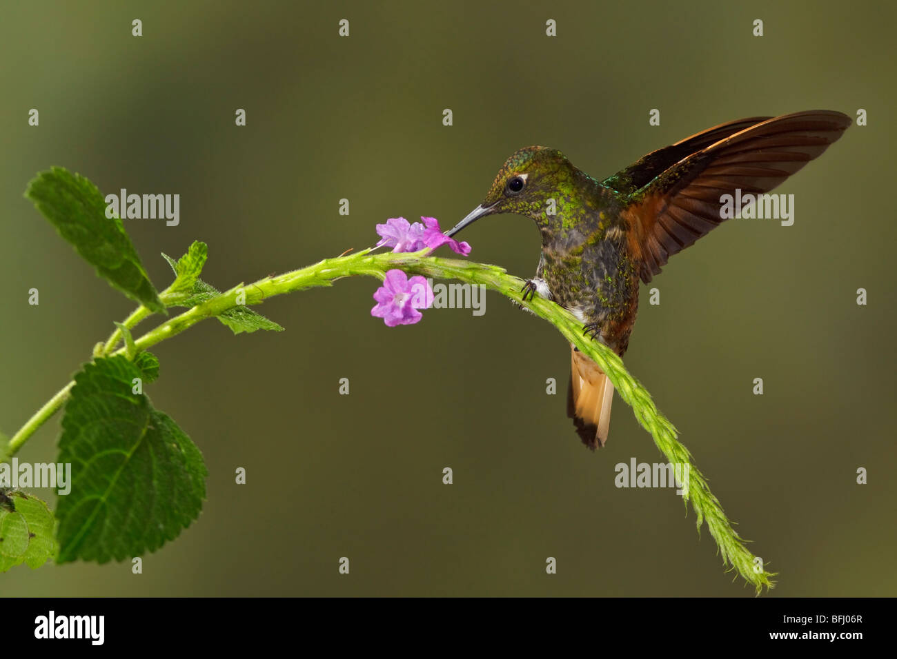 A Buff-tailed Coronet (Boissonneaua flavescens) feeding at a flower ...