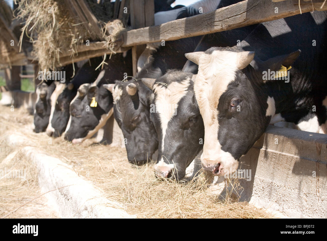cows in the farm Stock Photo - Alamy