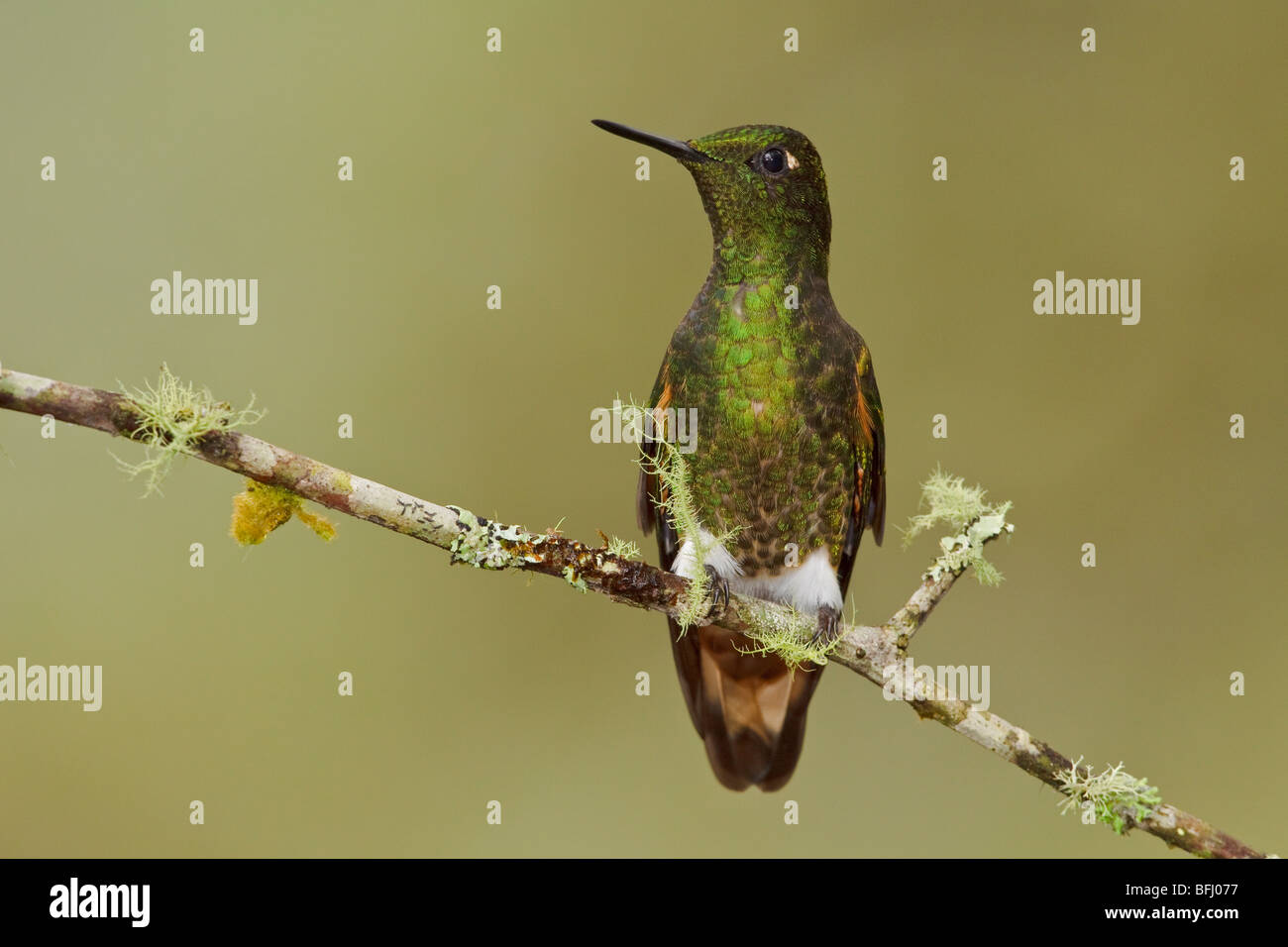 A Buff-tailed Coronet (Boissonneaua flavescens) feeding at a flower ...
