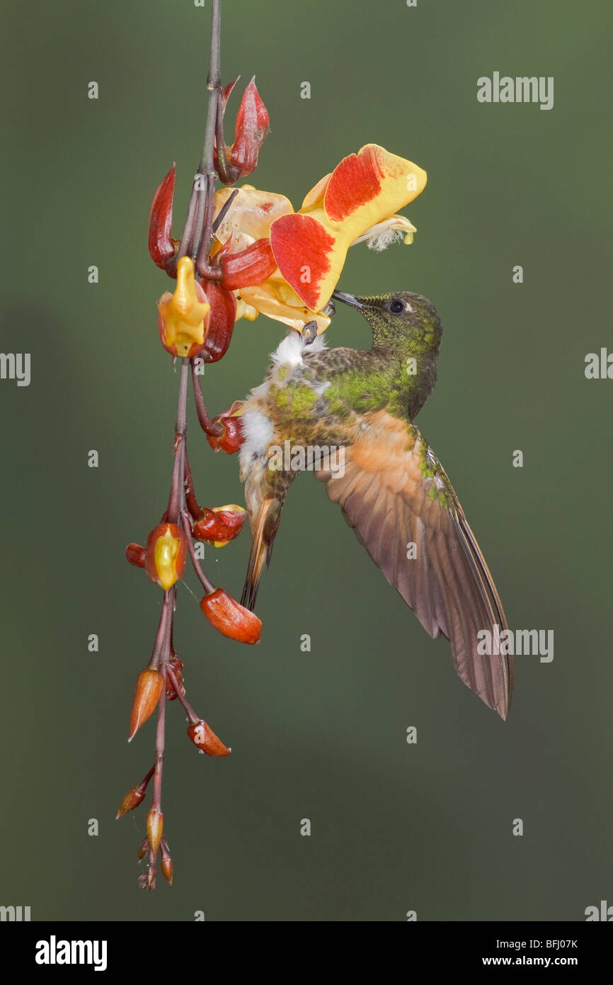 Buff-tailed Coronet (Boissonneaua flavescens) feeding at a flower while ...