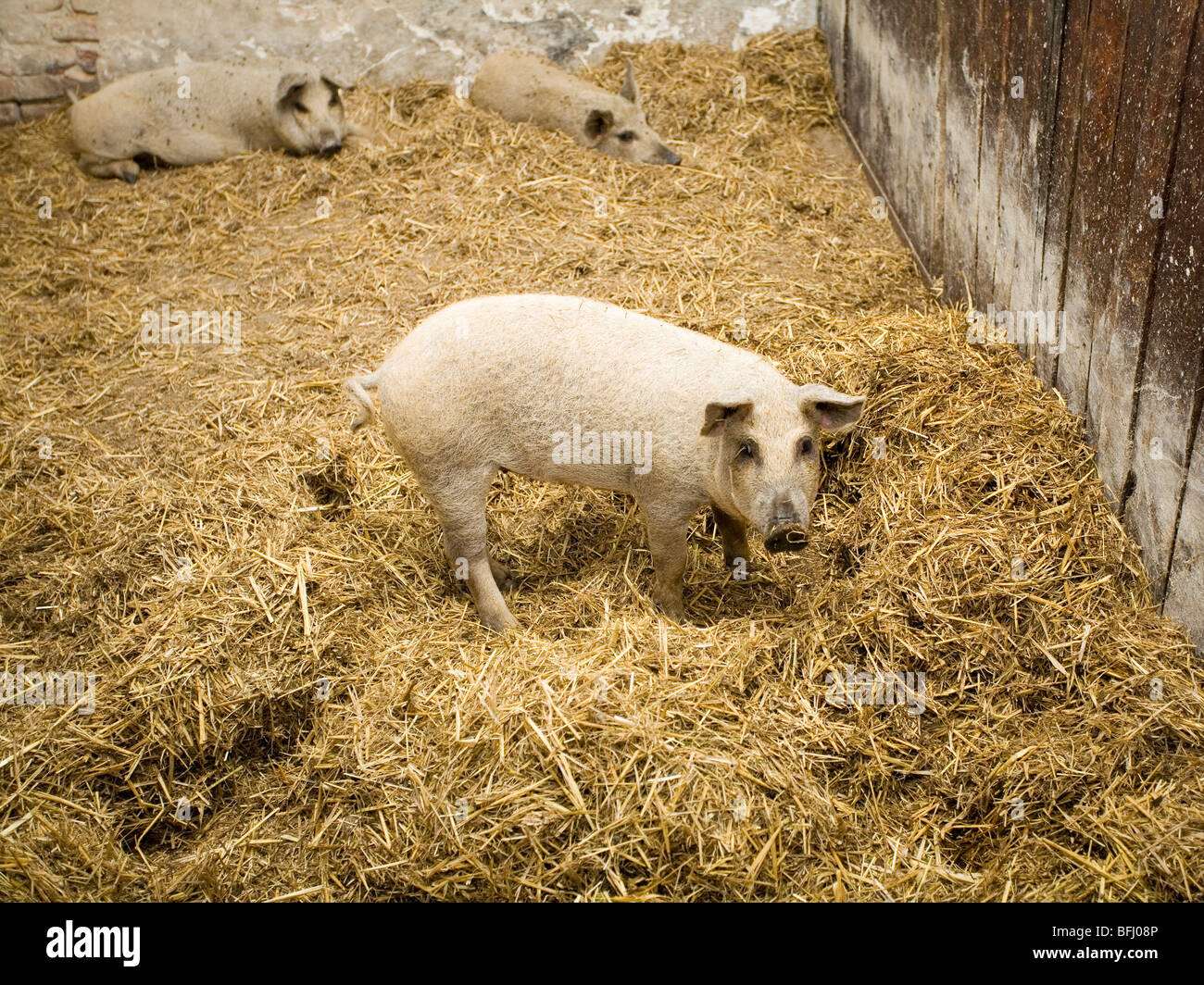 pigs in the farm Stock Photo - Alamy