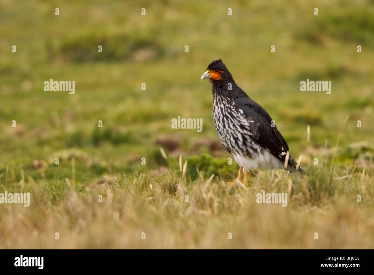 Carunculatus hi-res stock photography and images - Alamy