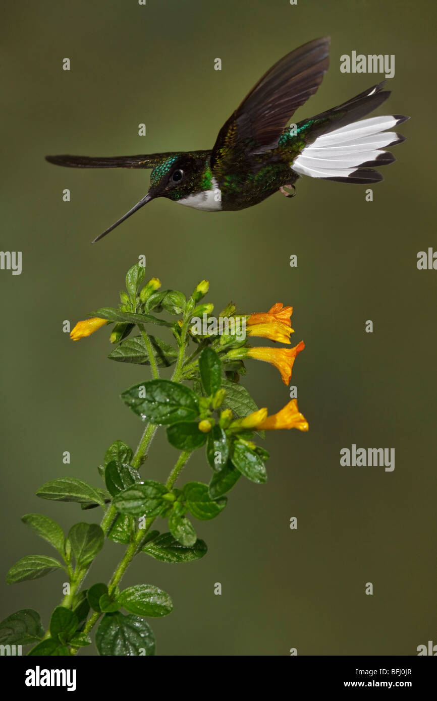 A Collared Inca Hummingbird (Coeligena torquata) feeding at a flower ...