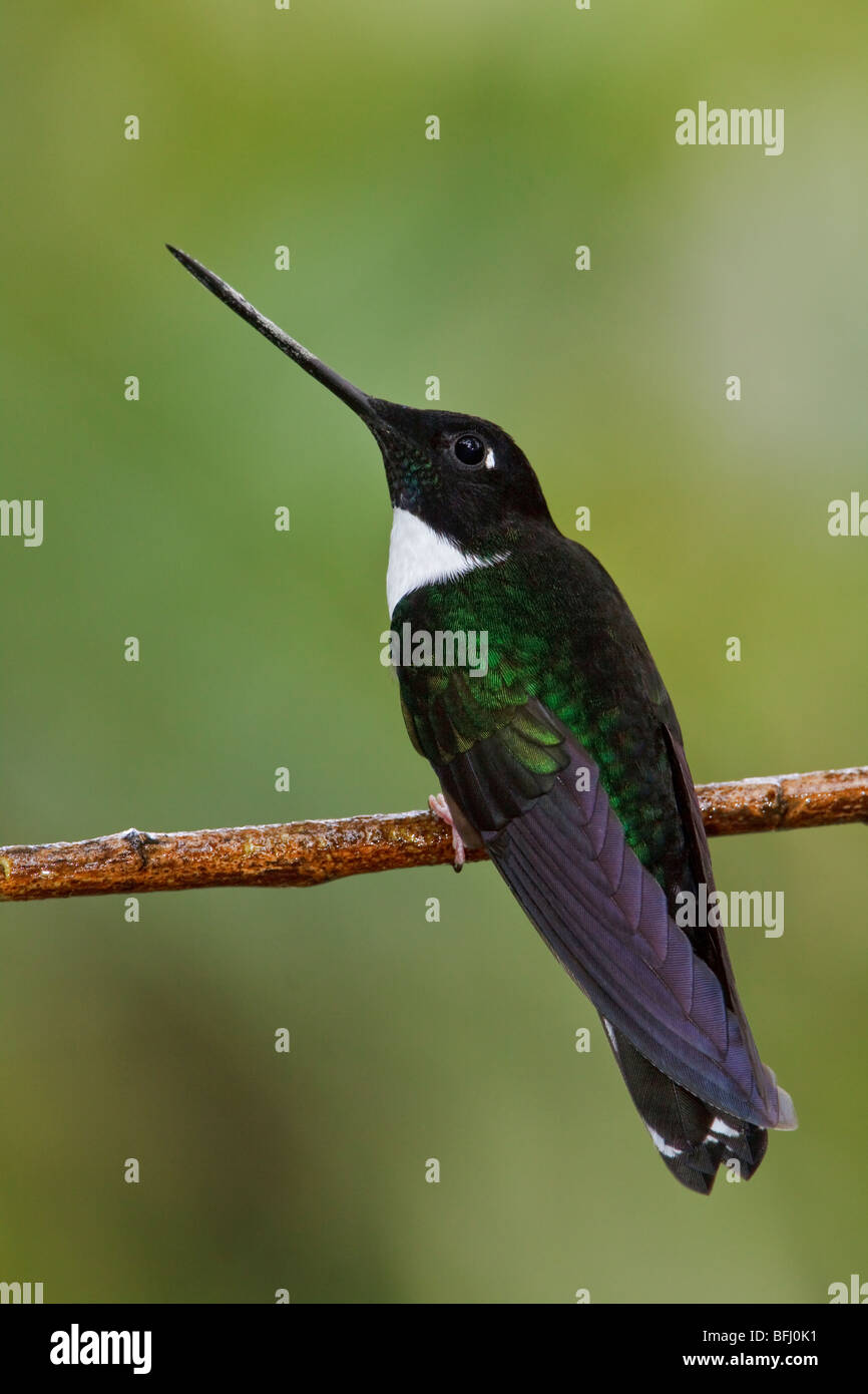 Inca humming bird hi-res stock photography and images - Alamy