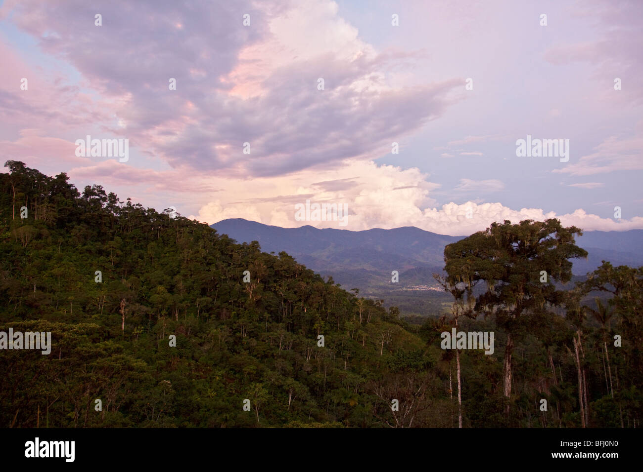 A view of the rainforest in Podocarpus national Park in southeast ...