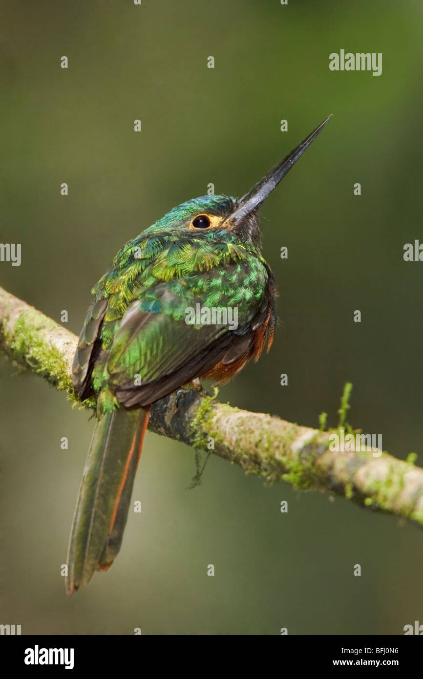 Coppery chested jacamar hi-res stock photography and images - Alamy