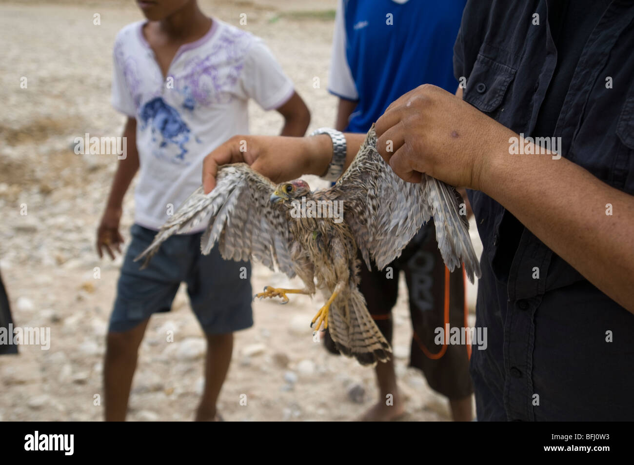 Men look at injured Falcon handed to them by villagers in southern ...
