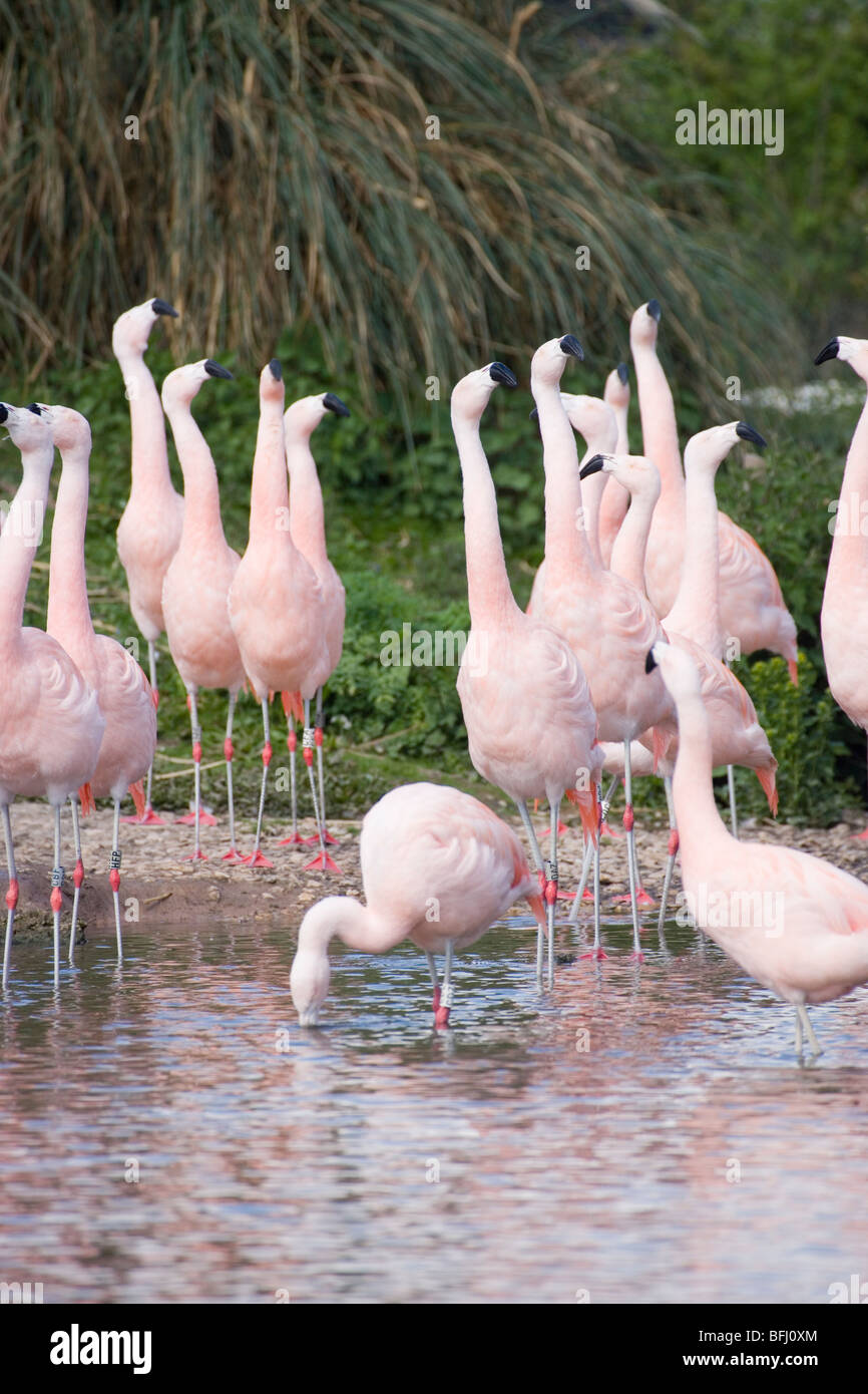 Head tilted to the side posture hi-res stock photography and images - Alamy