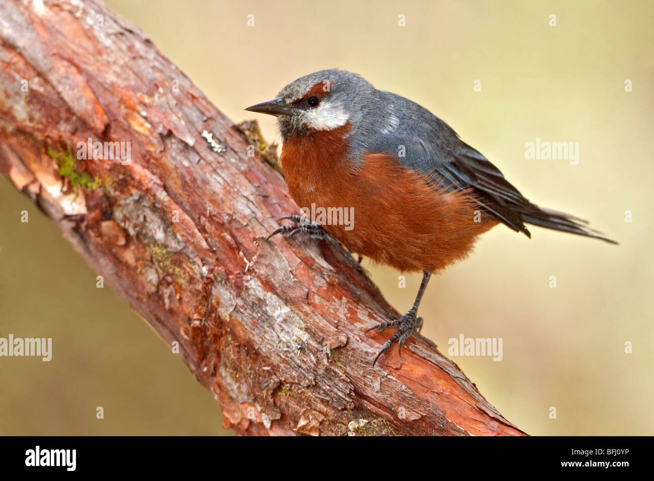 Giant Conebill (Oreomanes fraseri) perched on a branch in a Polylepis ...