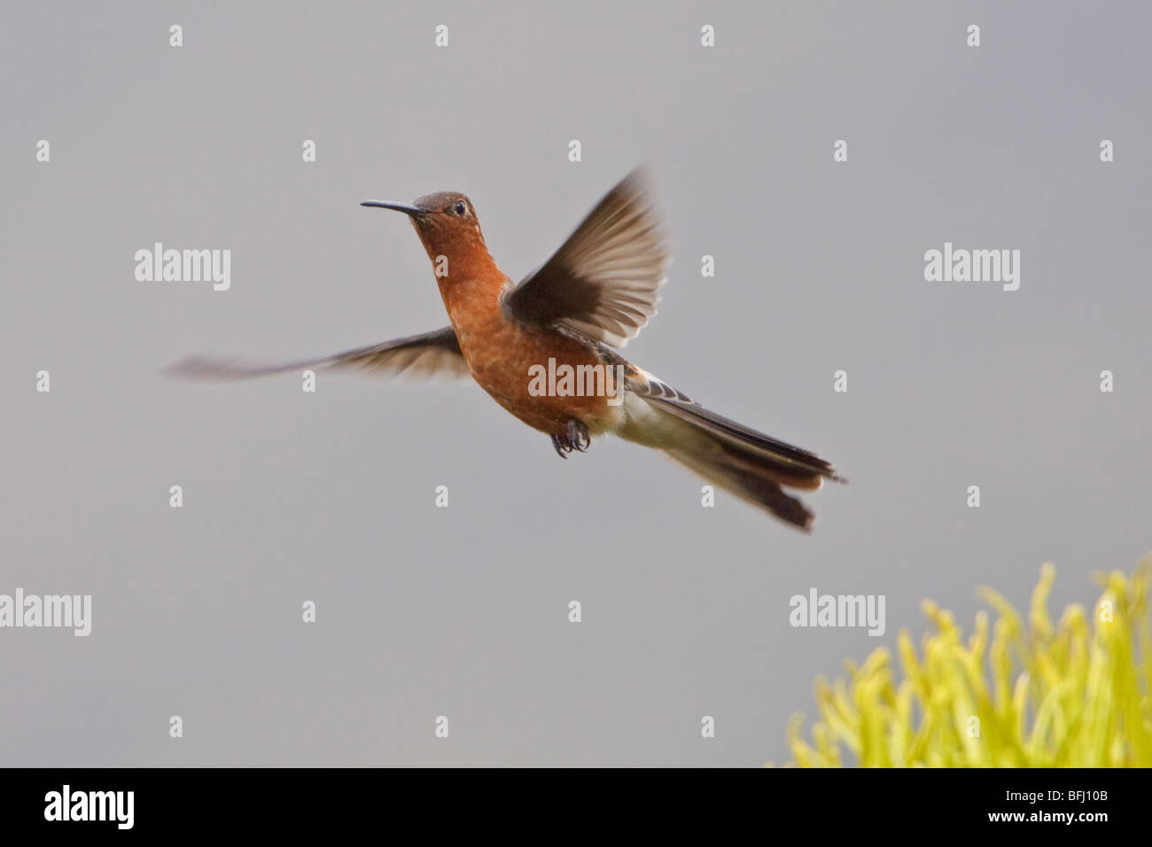Giant Hummingbird Flying