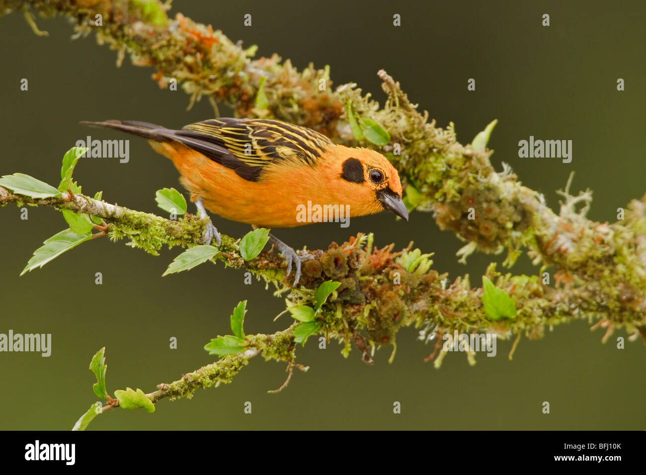 Golden Tanager (Tangara arthus) perched on a branch in the Tandayapa ...