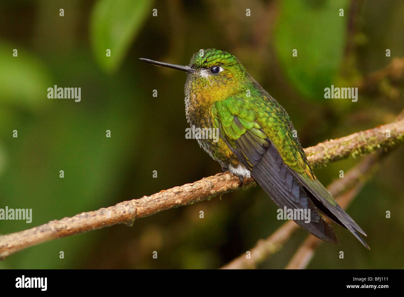 Golden-breasted Puffleg (Eriocnemis mosquera) perched on a branch at ...