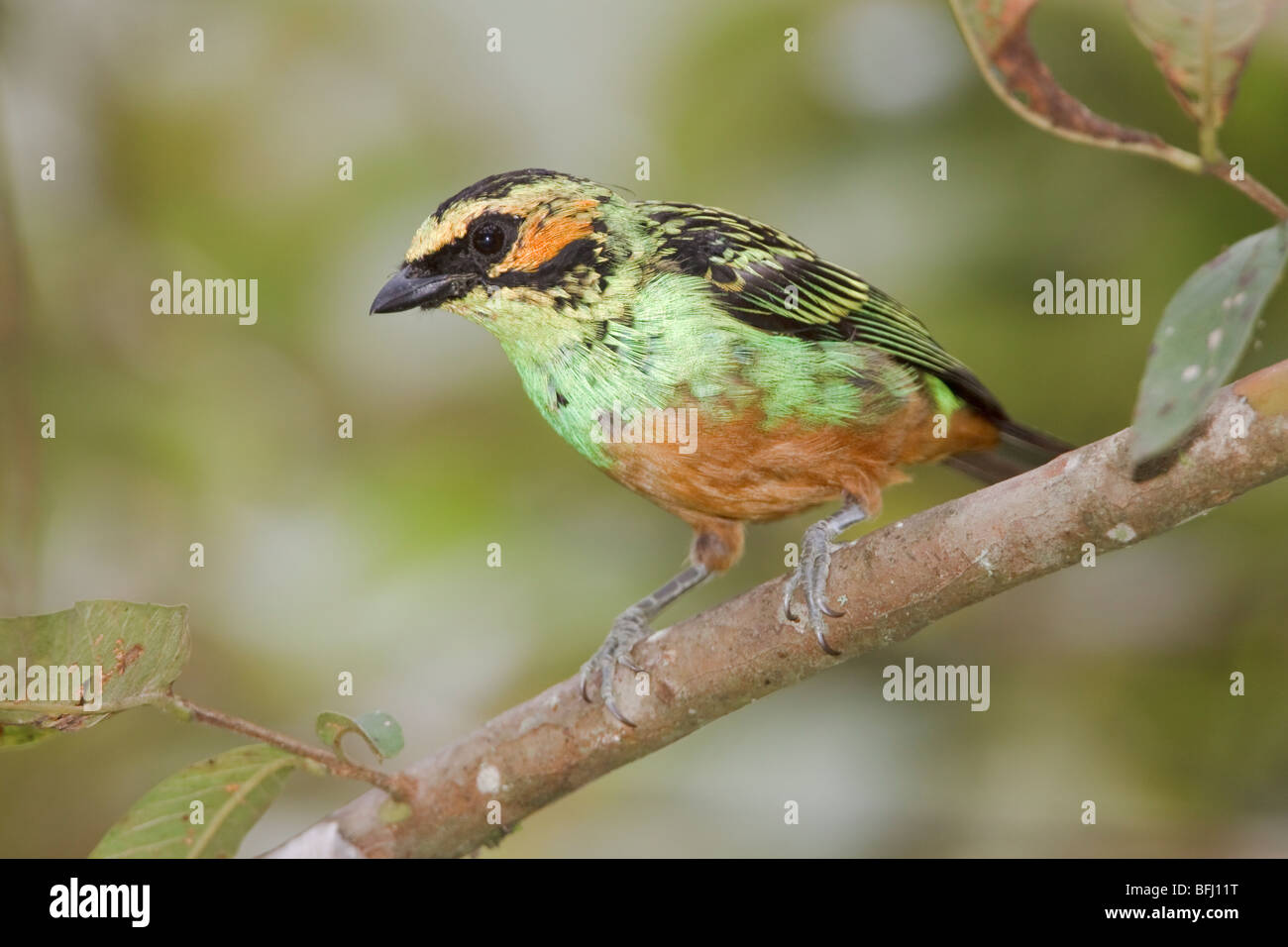 Golden eared tanager hi-res stock photography and images - Alamy