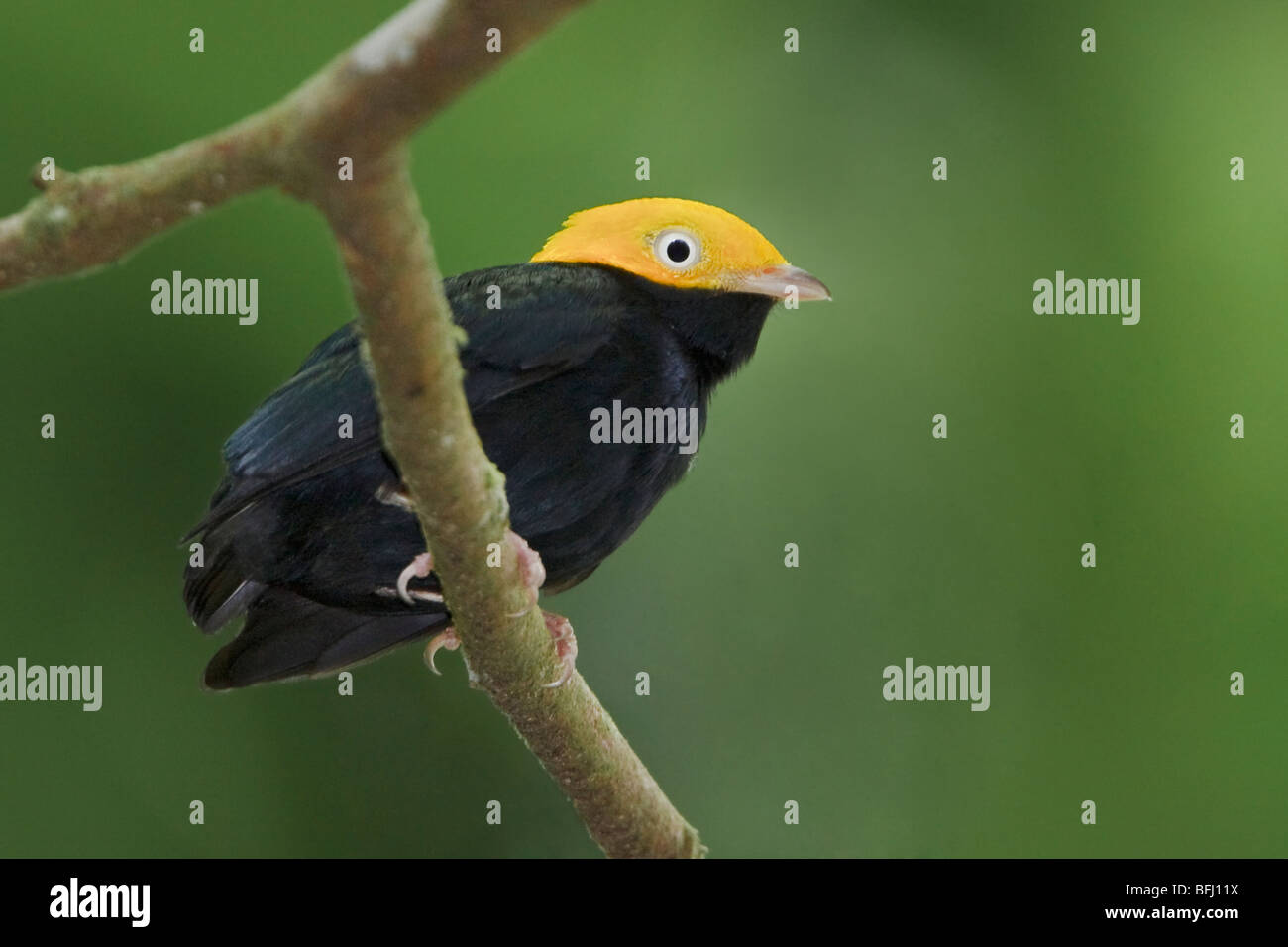 Golden headed manakin hi-res stock photography and images - Alamy