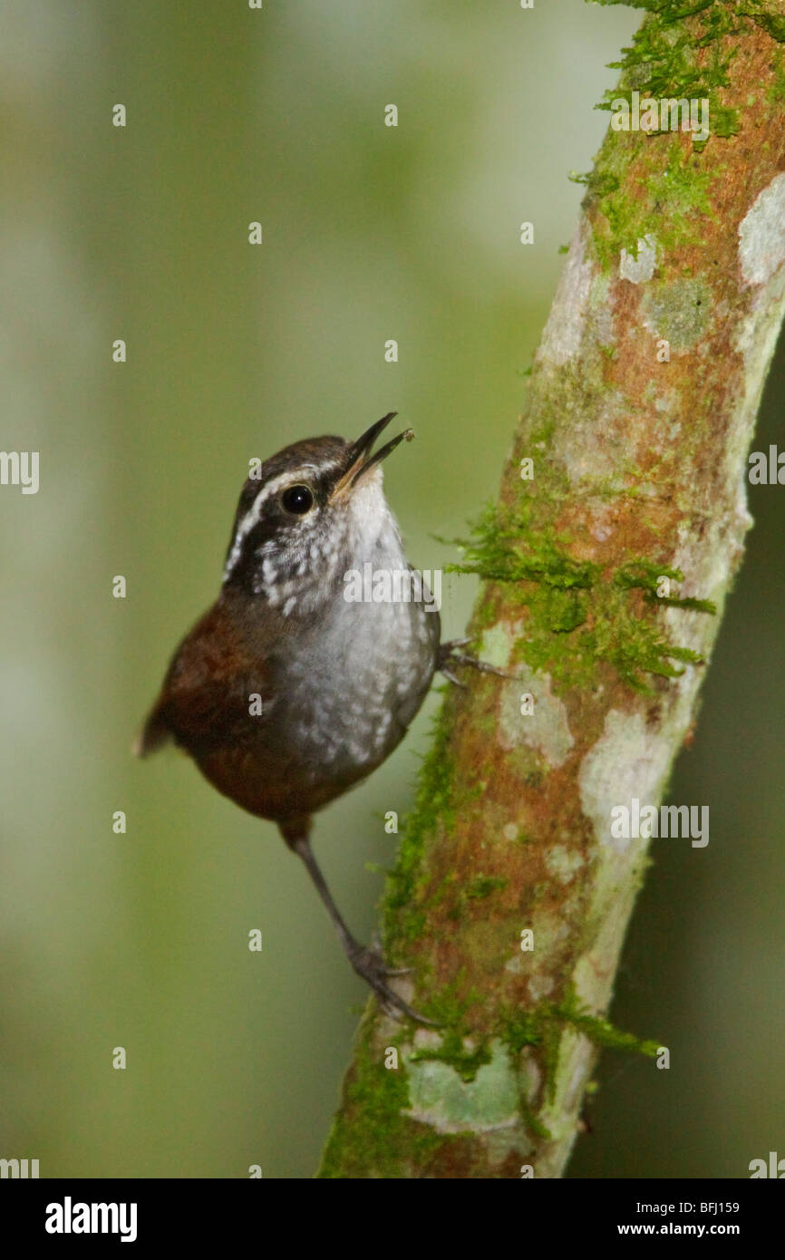A Gray-breasted Wood Wren (Henicorhina leucophrys) perched on a branch ...