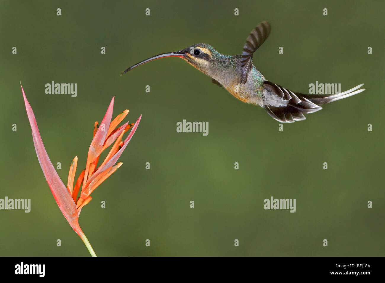 A flower in Podocarpus national Park in southeast Ecuador Stock Photo ...