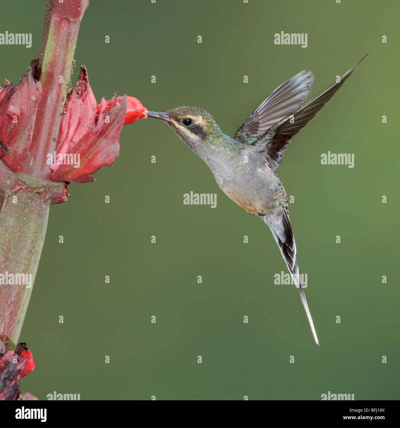 Green Hermit (Phaethornis guy) feeding at a flower while flying at the ...
