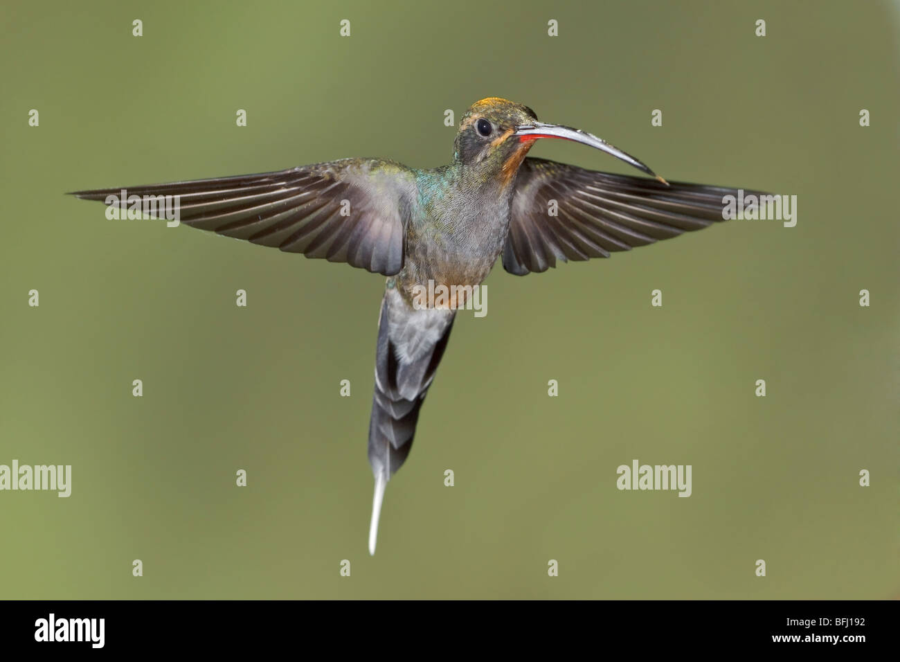 Green Hermit (Phaethornis guy) feeding at a flower while flying at the ...