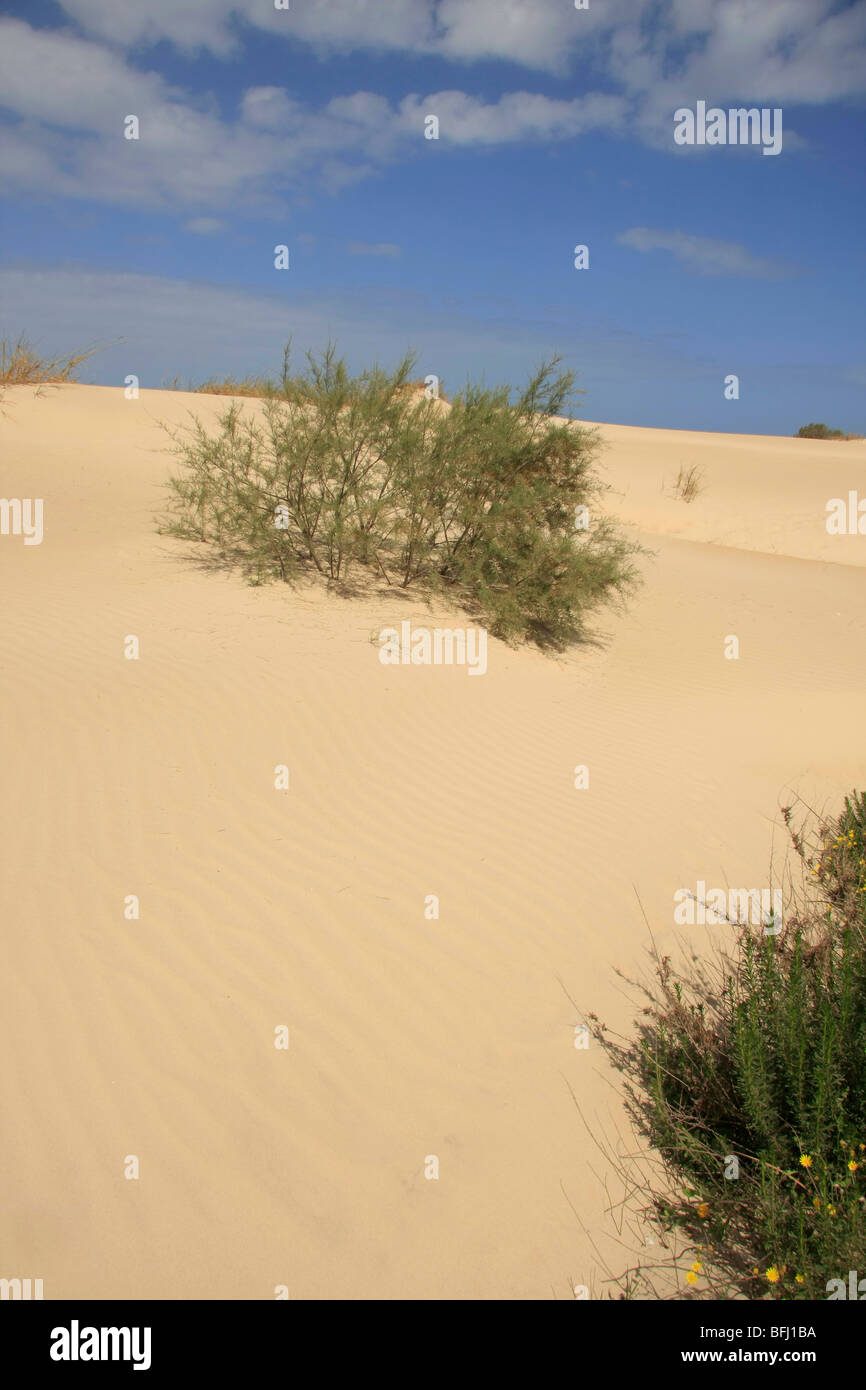 Israel, Sharon region. Sand dunes in Michmoret Stock Photo - Alamy