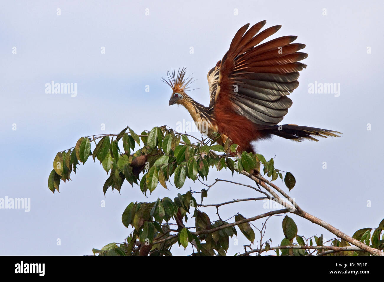 Hoatzin bird hi-res stock photography and images - Alamy